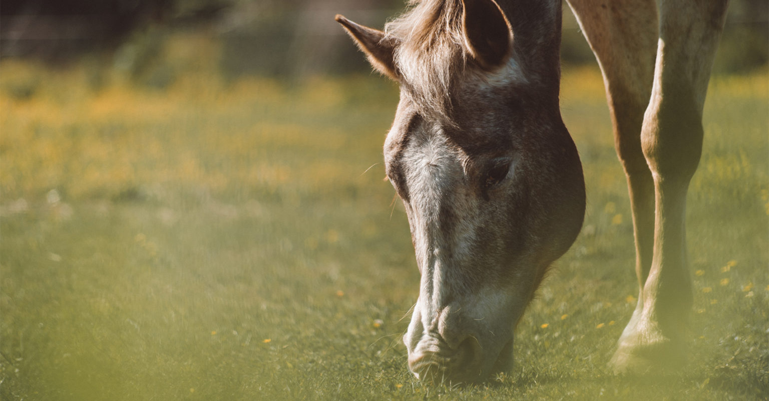 Equine Products - Modern Veterinary Therapeutics