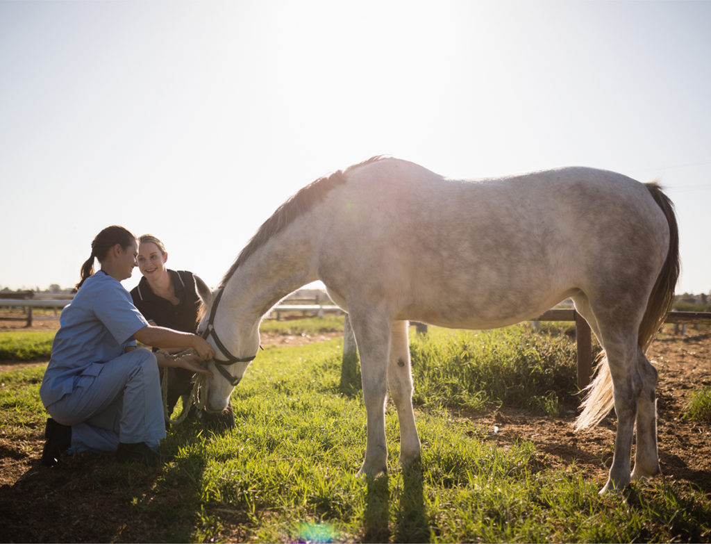 Modern Veterinary Therapeutics - For Veterinarians