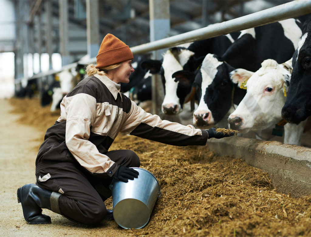 Modern Veterinary Therapeutics - For Veterinarians