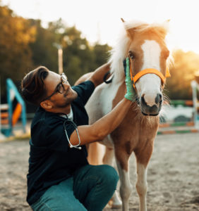 Modern Veterinary Therapeutics - For Veterinarians